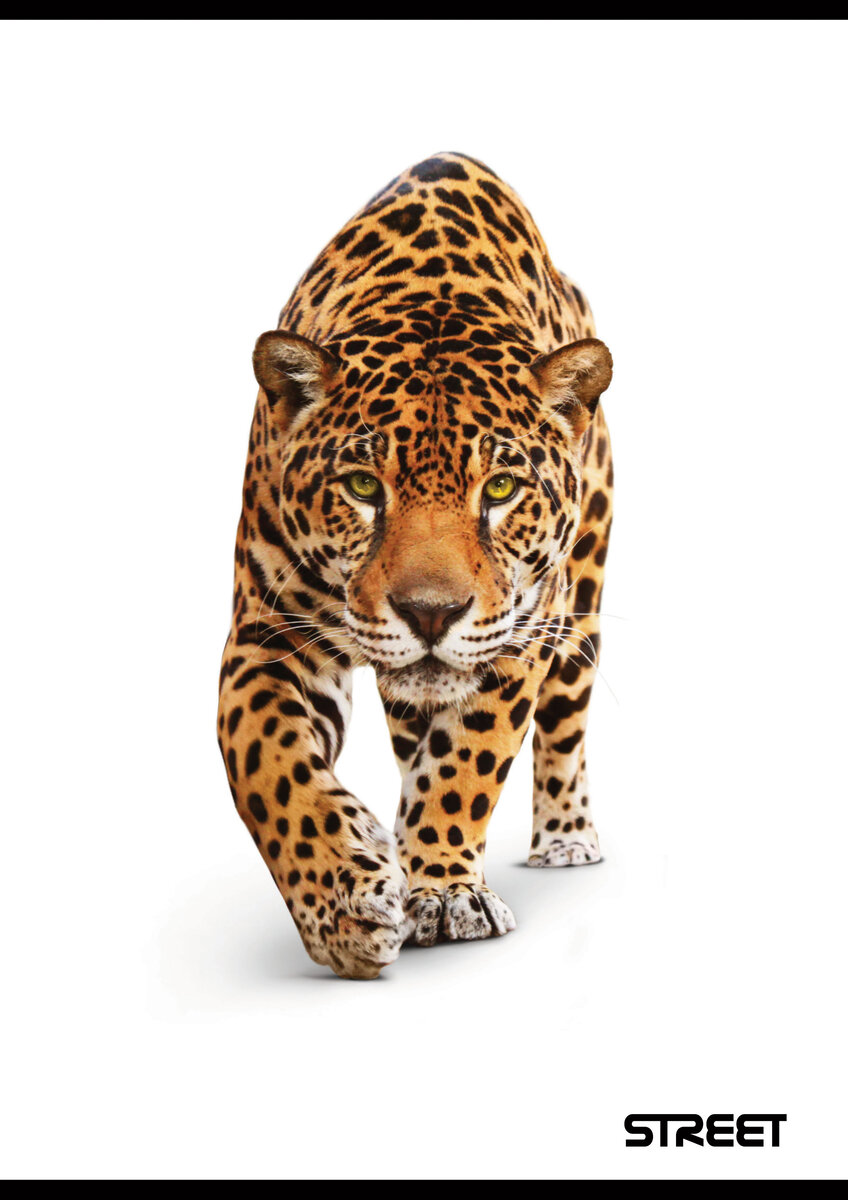 Zvezek A4, črtni, Safari, Street, 54 listni